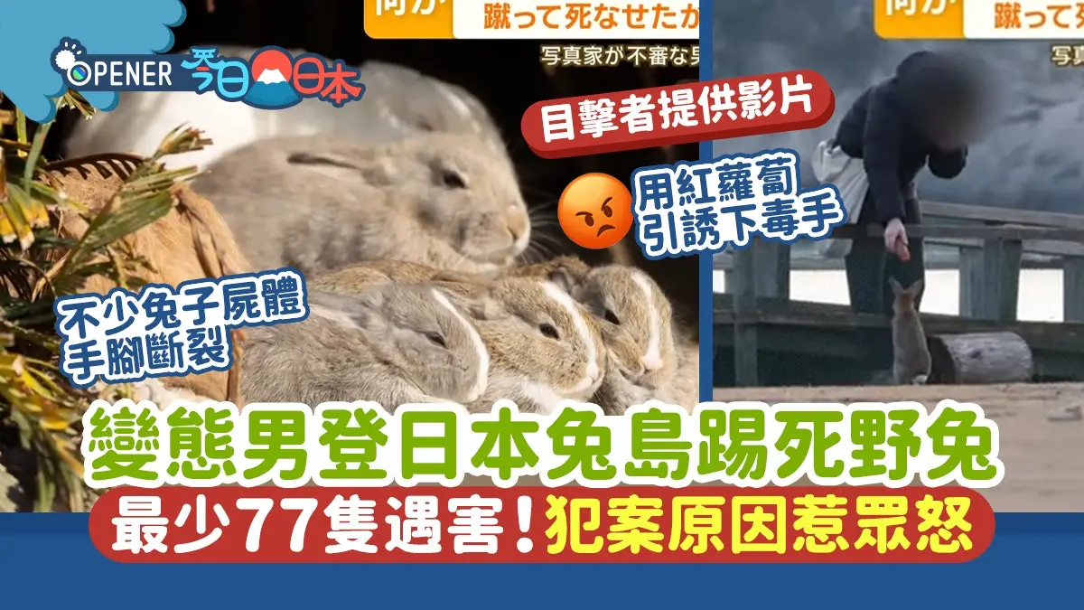 （估國家）25歲變態男登日本兔島「踢死兔」 總共77隻野兔遇害 | LIHKG 討論區