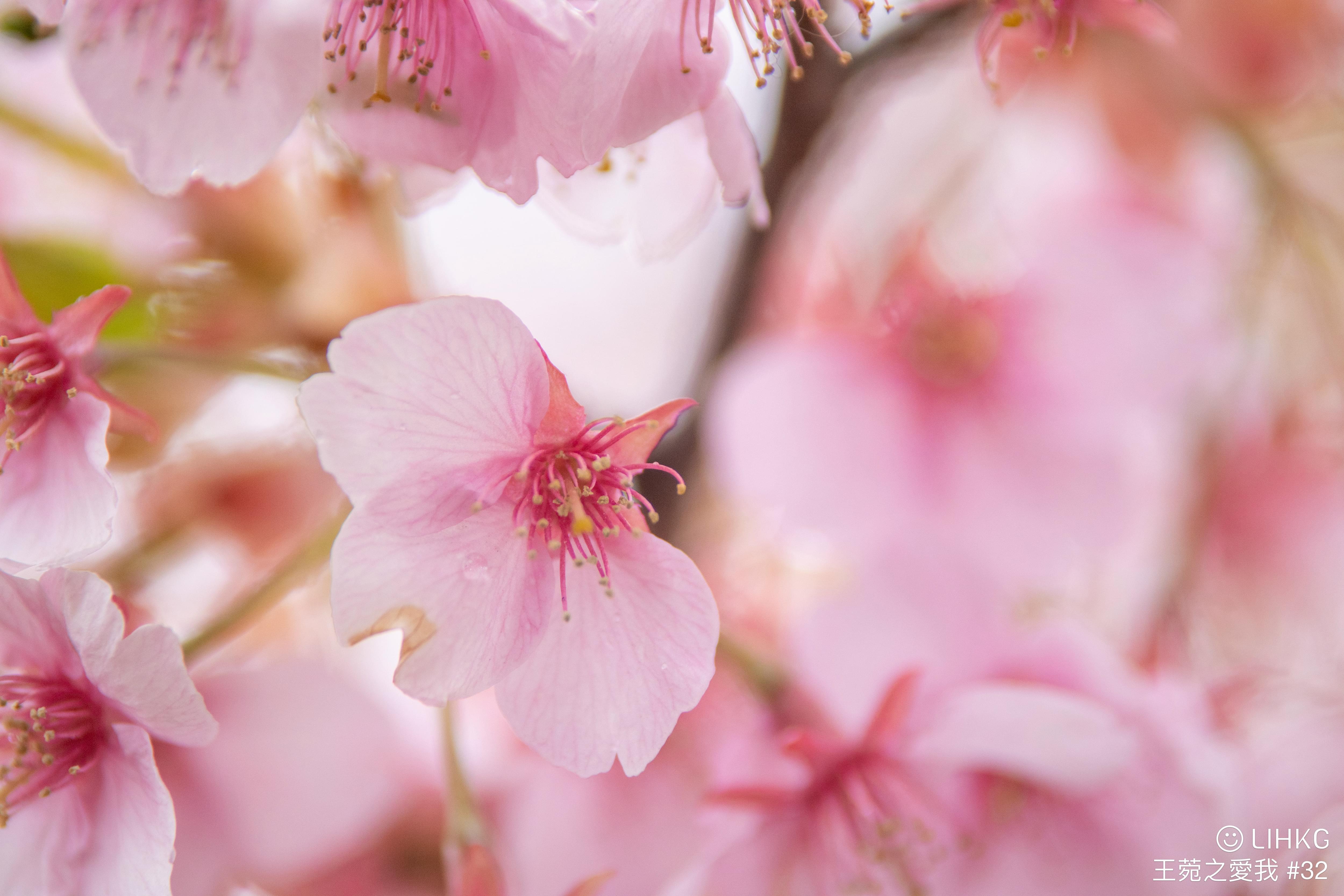 90-93嘅巴絲入嚟傾下計 (2024/6) | LIHKG 討論區