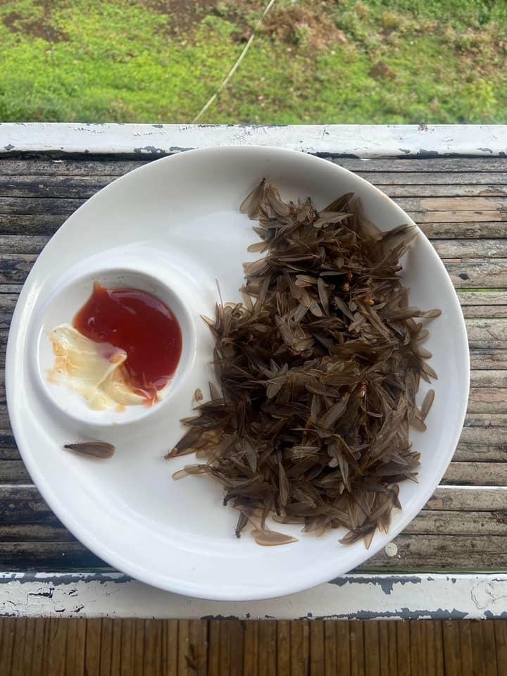 （多圖慎入）清邁民宿推出「飛蟻屍浴」及「飛蟻早餐」 旅客大呼享受 | LIHKG 討論區