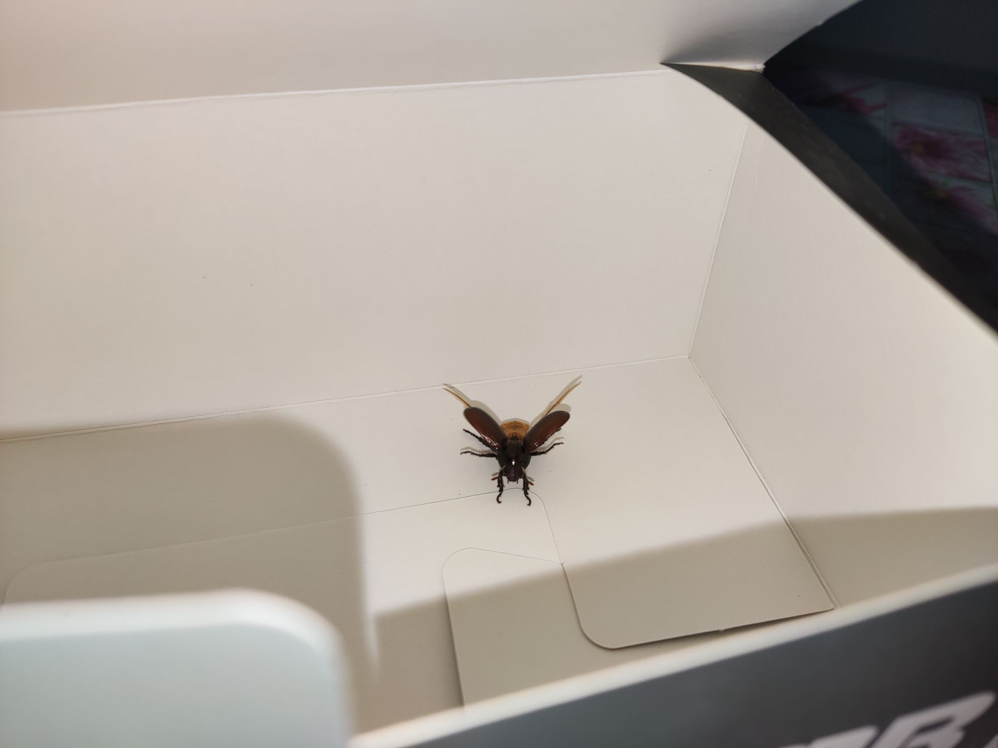 黎咗隻甲蟲 | LIHKG 討論區