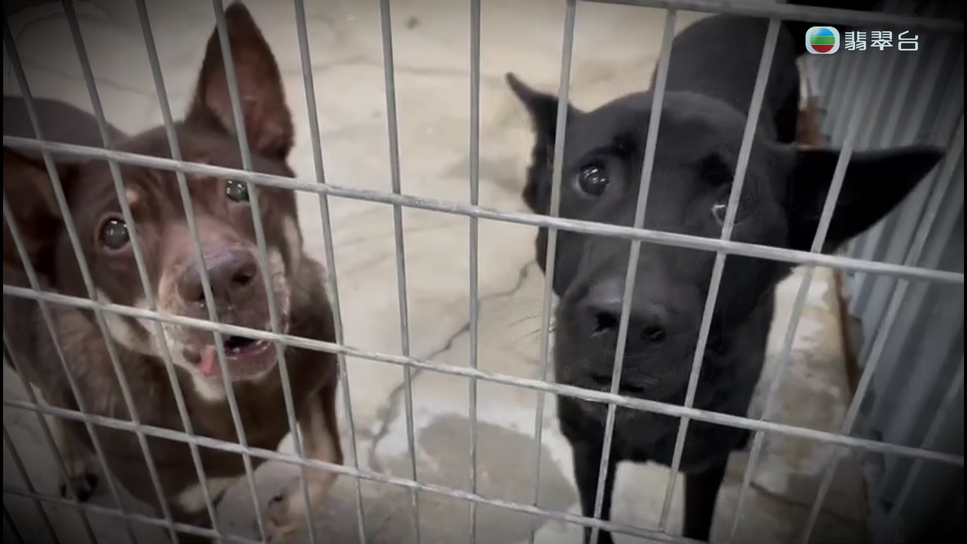 [TVB] 東張西望討論區 (117) | LIHKG 討論區