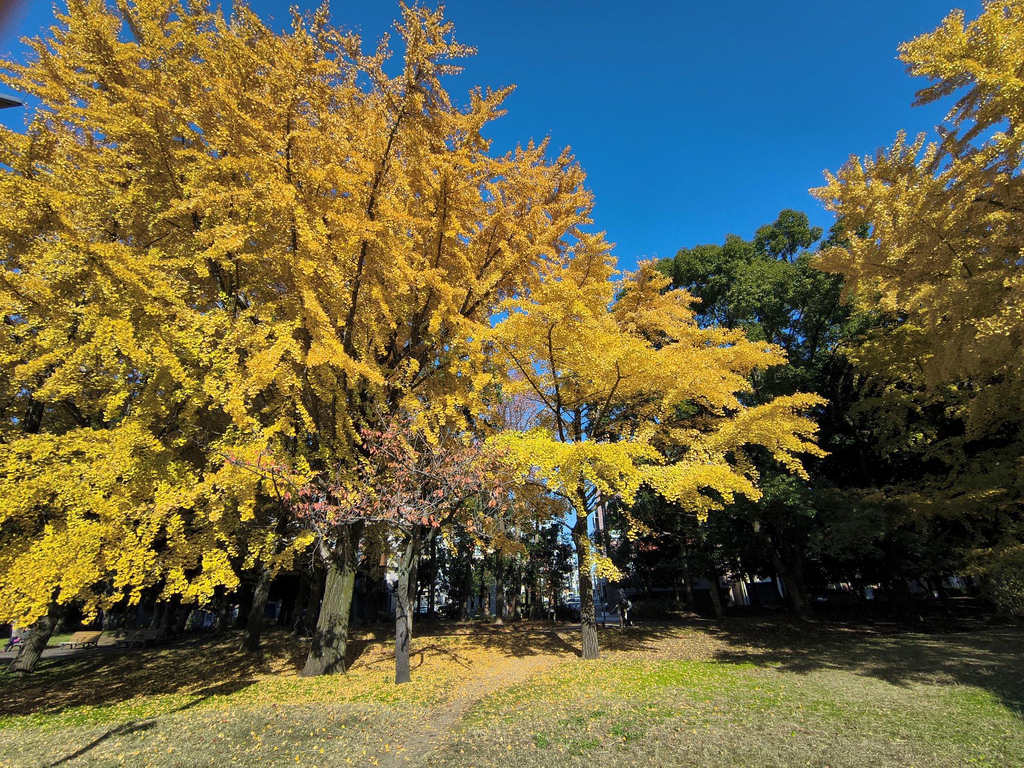 清澄白河 hea行咖啡之旅 | LIHKG 討論區