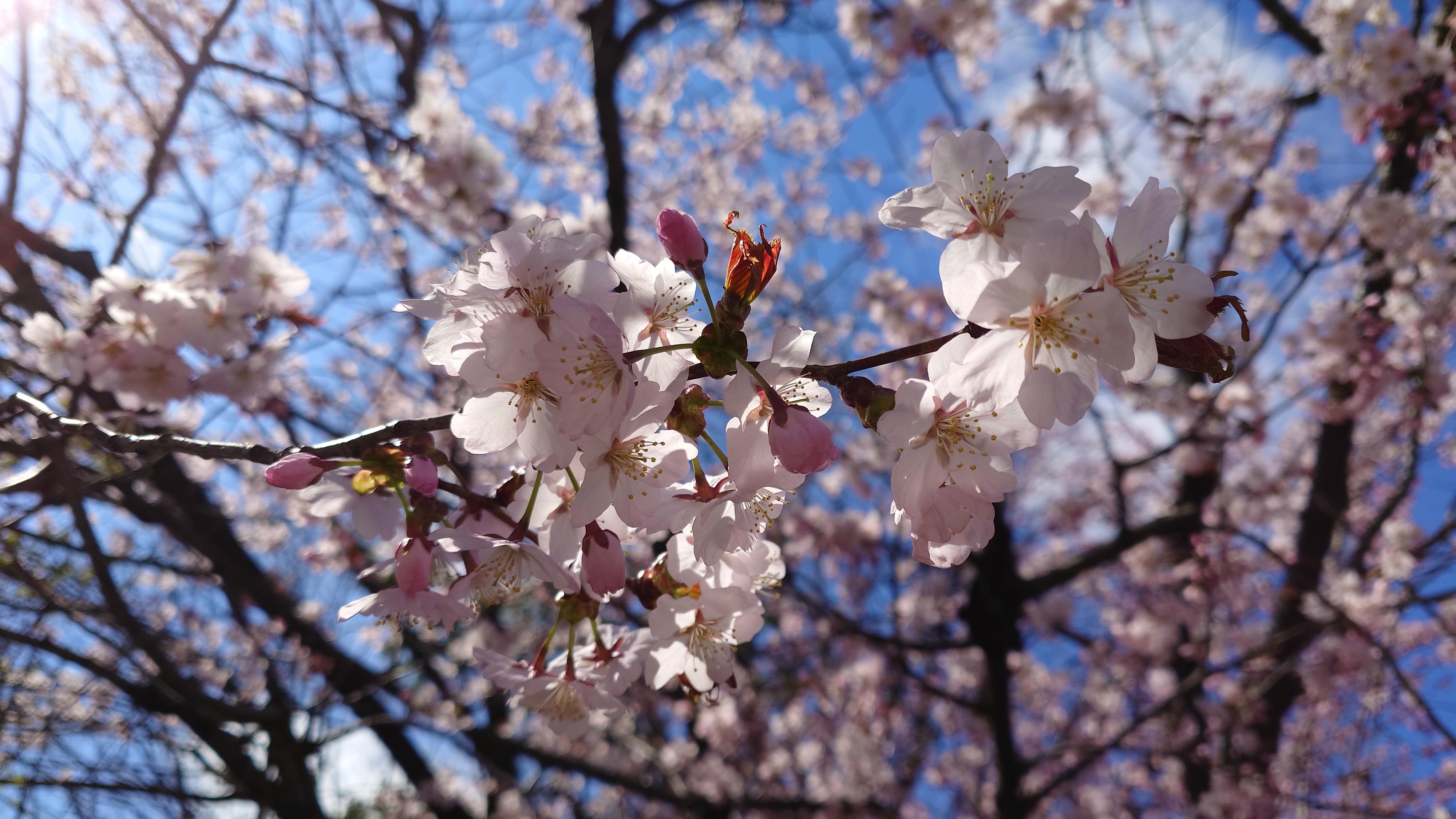 北海道圍爐區21 | LIHKG 討論區