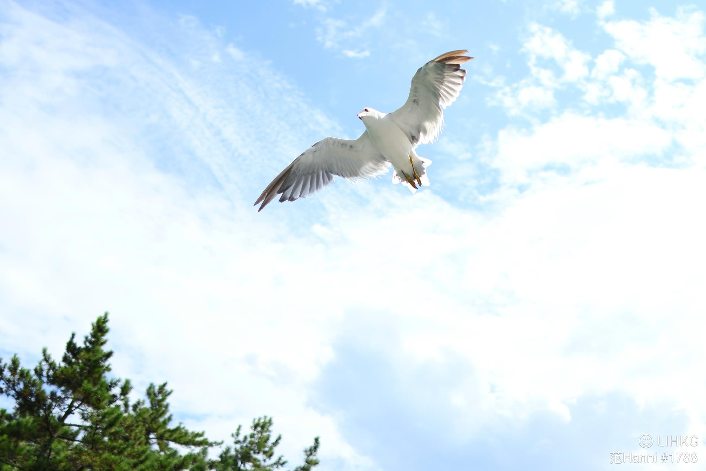 瀨戶內海ft. 天橋立立令 | LIHKG 討論區