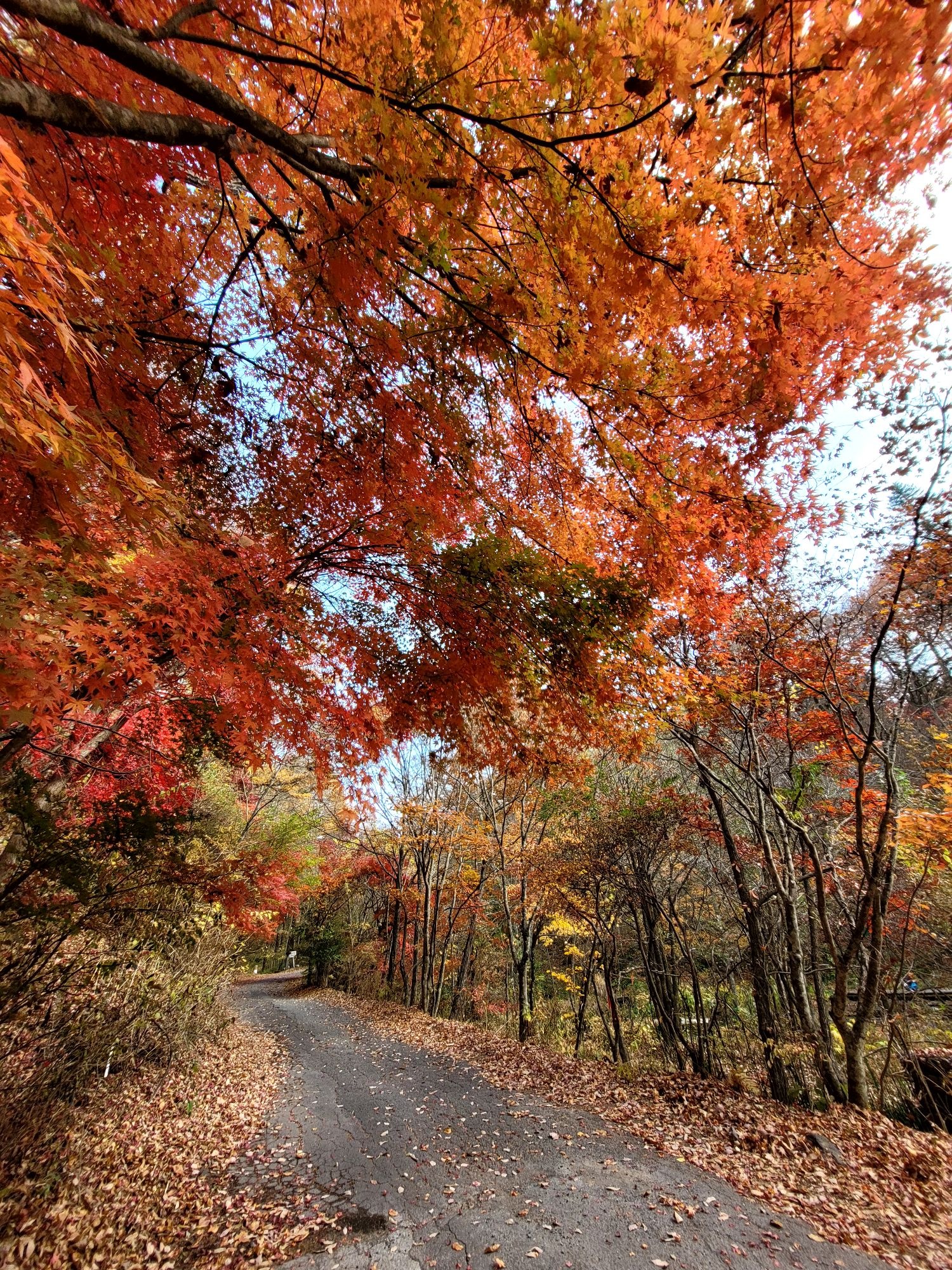 2023日本紅葉討論區 (3) 連郡紅葉前線 | LIHKG 討論區