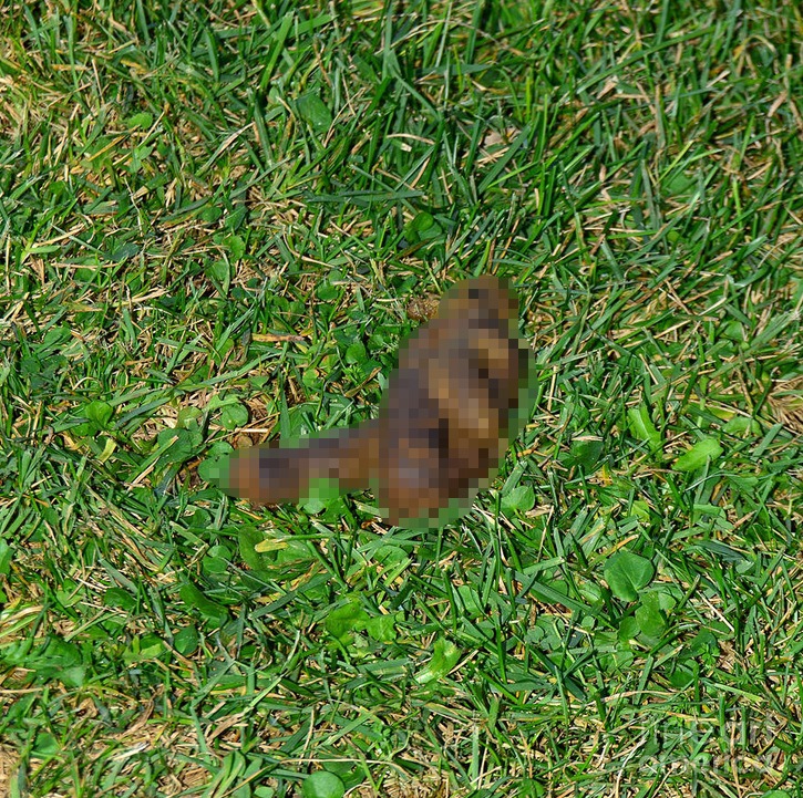 影雀大師烏鴉#104387教你如何構圖 | LIHKG 討論區