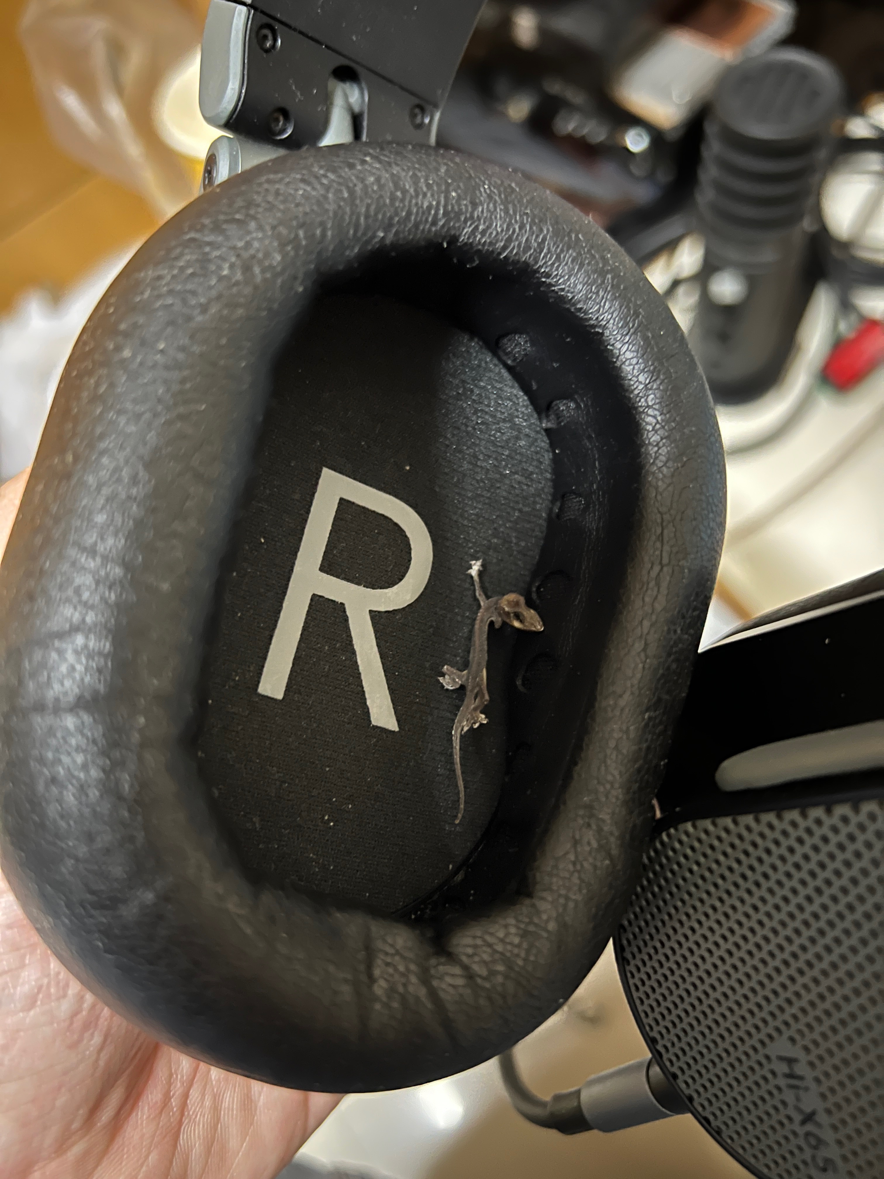 [耳機撚]召集大耳牛、枱式耳機系統用家(74) | LIHKG 討論區