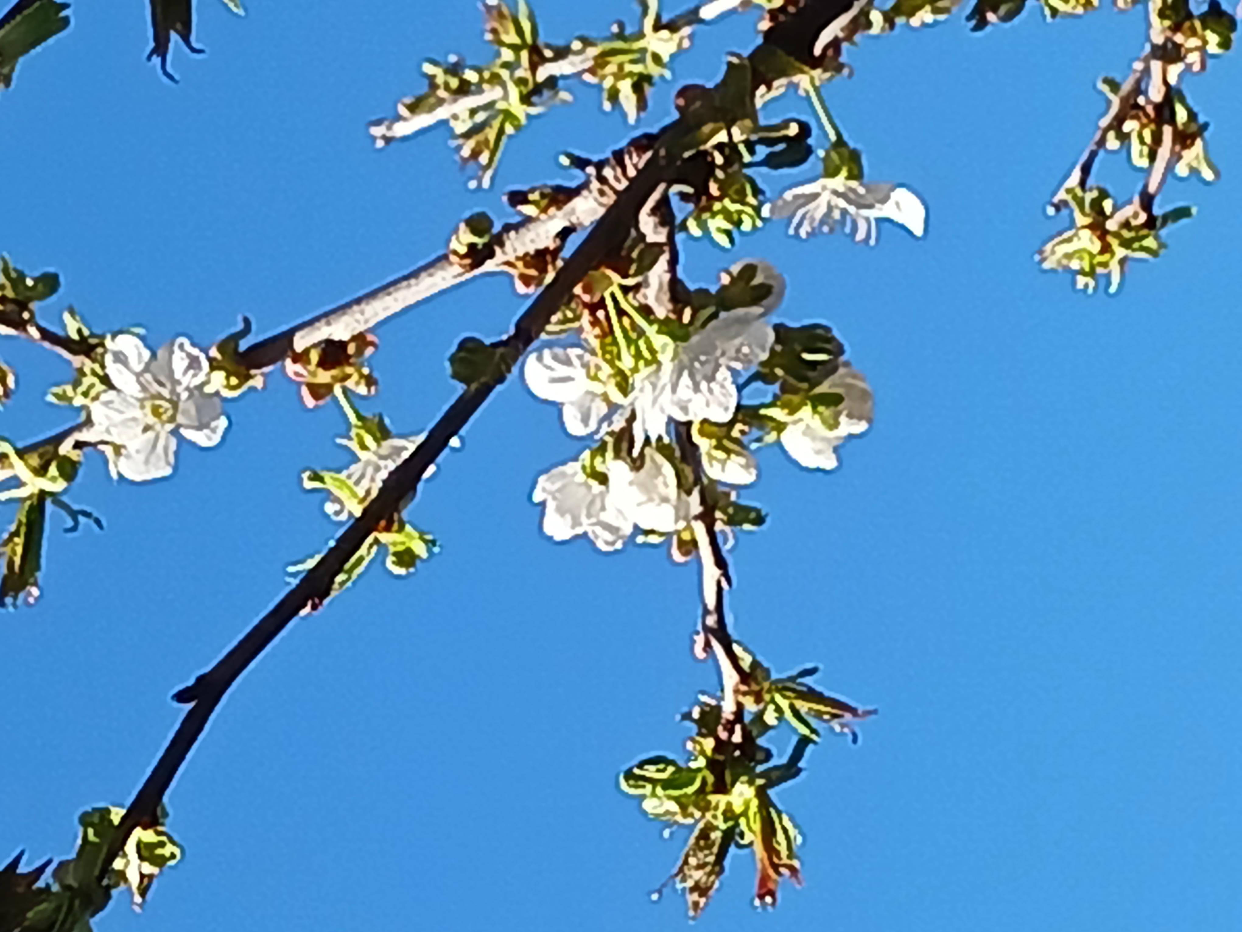 多倫多生活討論區 102 | LIHKG 討論區