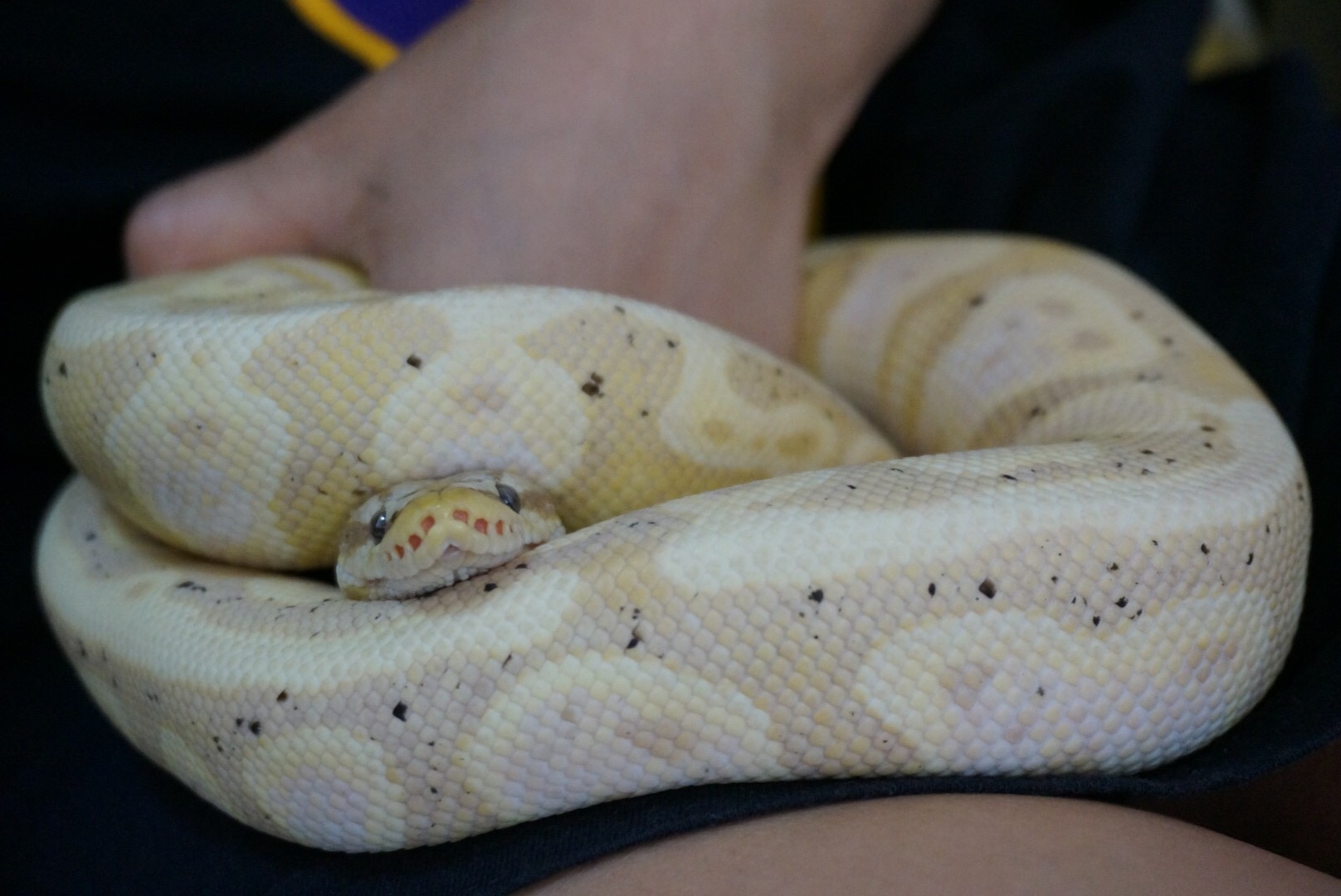 Ball python 球蟒其實好溫柔 | LIHKG 討論區