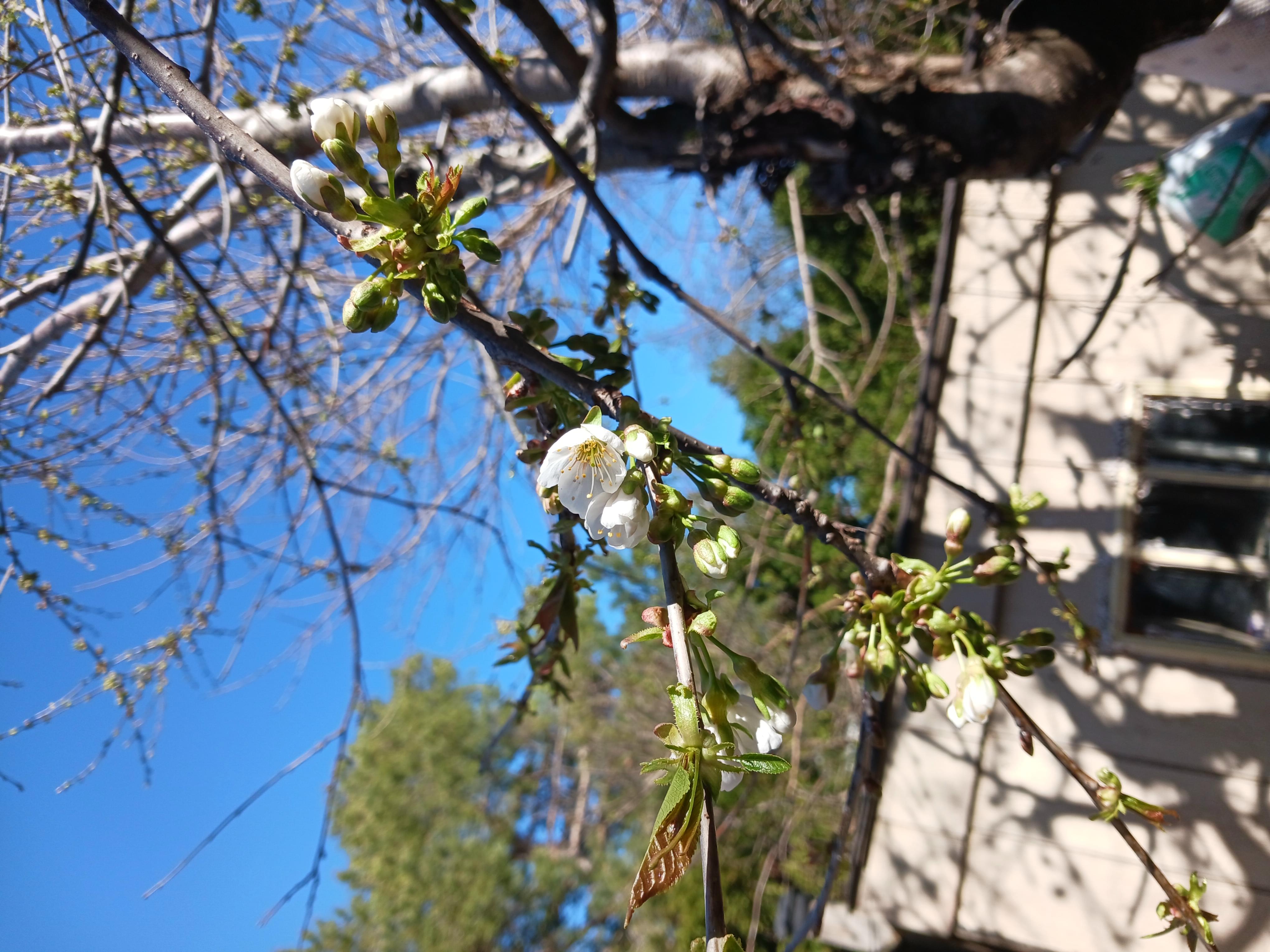 多倫多生活討論區 102 | LIHKG 討論區