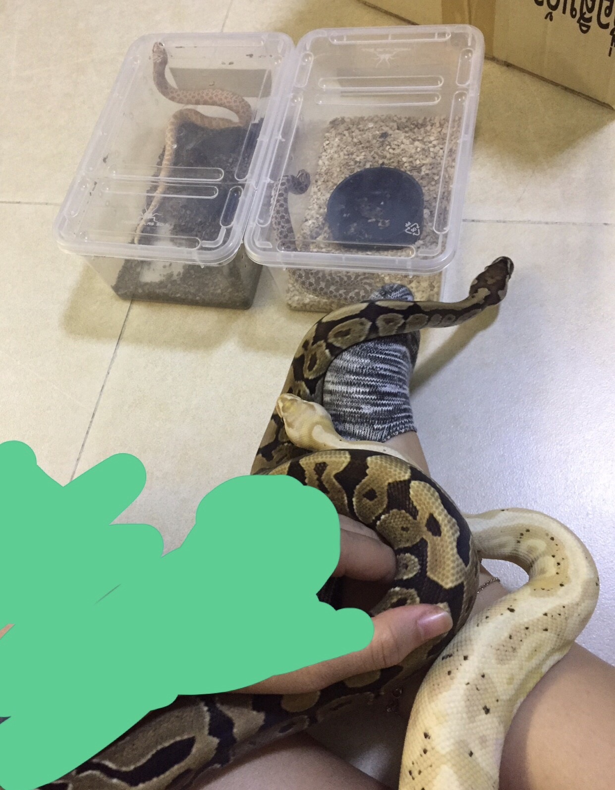 Ball python 球蟒其實好溫柔 | LIHKG 討論區