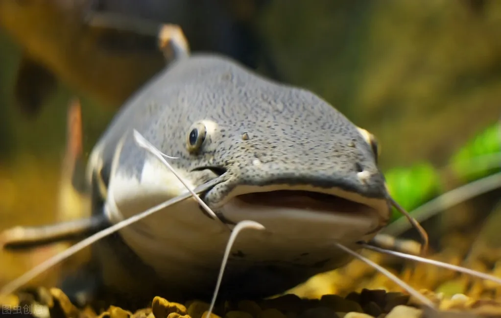 JENNIE(鯰魚)最新CK相超撚淫賤 | LIHKG 討論區