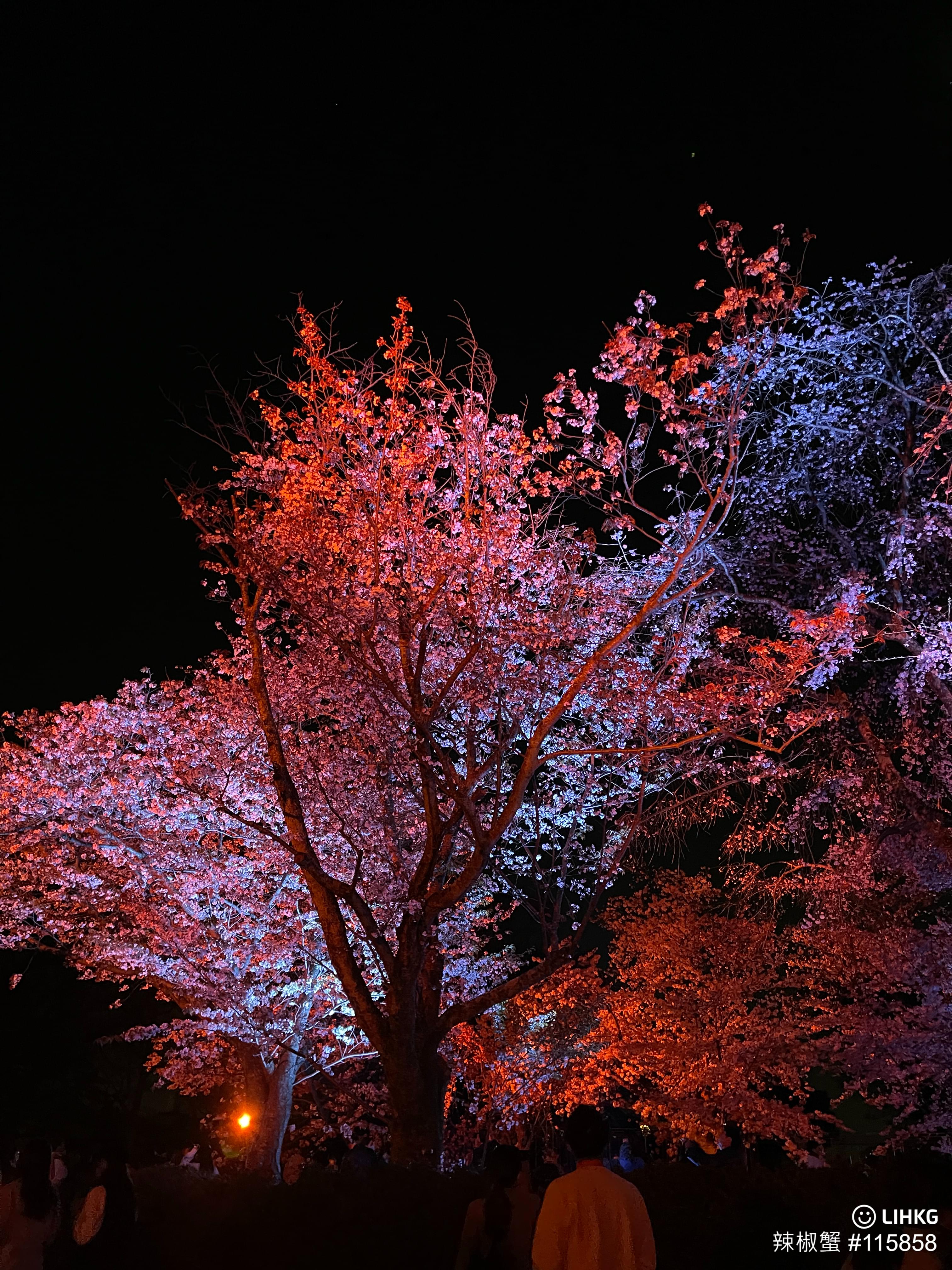 日本WH - 過得最唔似「我」既一年 (2) | LIHKG 討論區