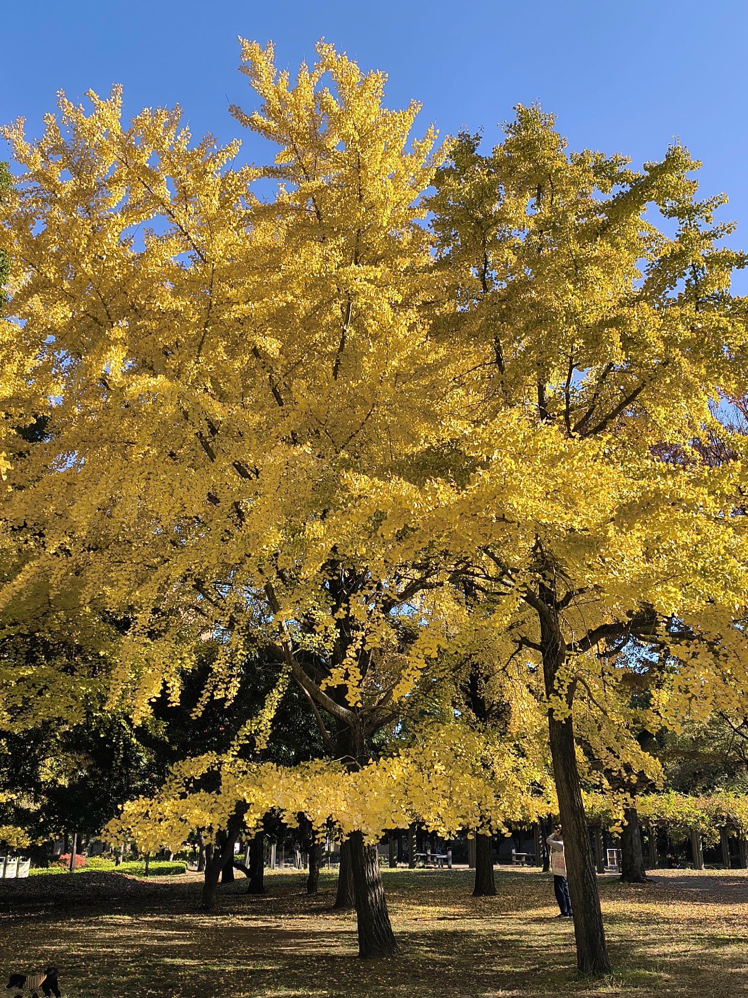 清澄白河 hea行咖啡之旅 | LIHKG 討論區