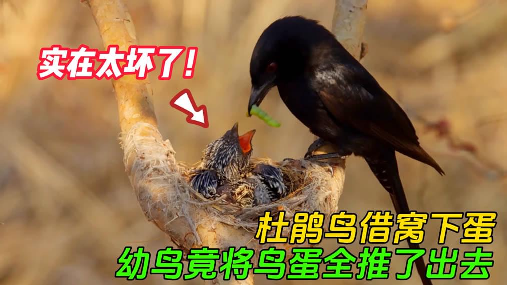 烏干達 DNA 風暴 98% 子女驗出「非父親親生」 官員宗教領袖齊勸不要再測了 | LIHKG 討論區