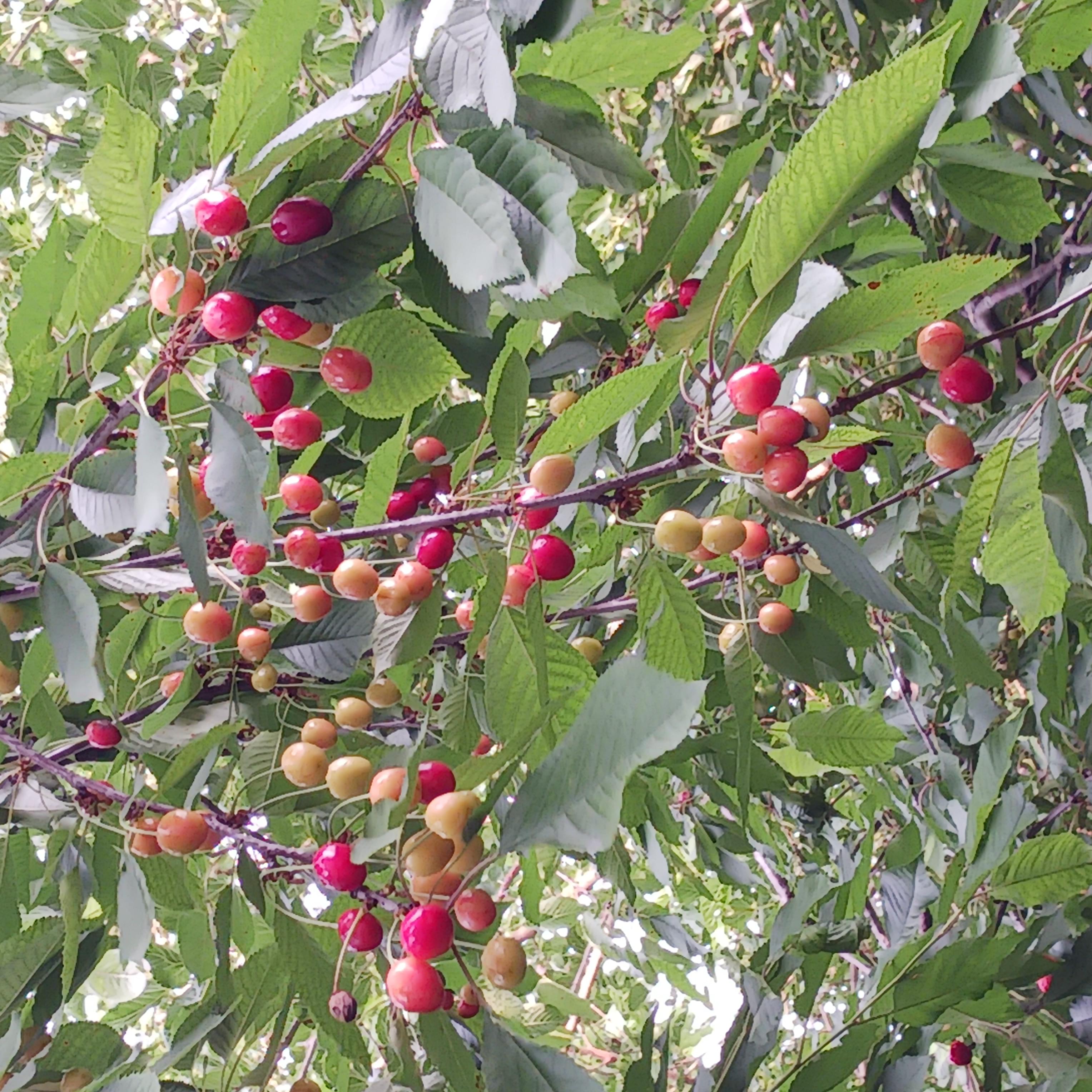 多倫多生活討論區 104 | LIHKG 討論區