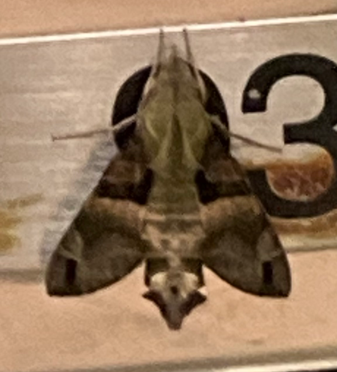 「慎入」「昆蟲圖」有無人知呢隻類似蛾嘅嘢係乜？ | LIHKG 討論區