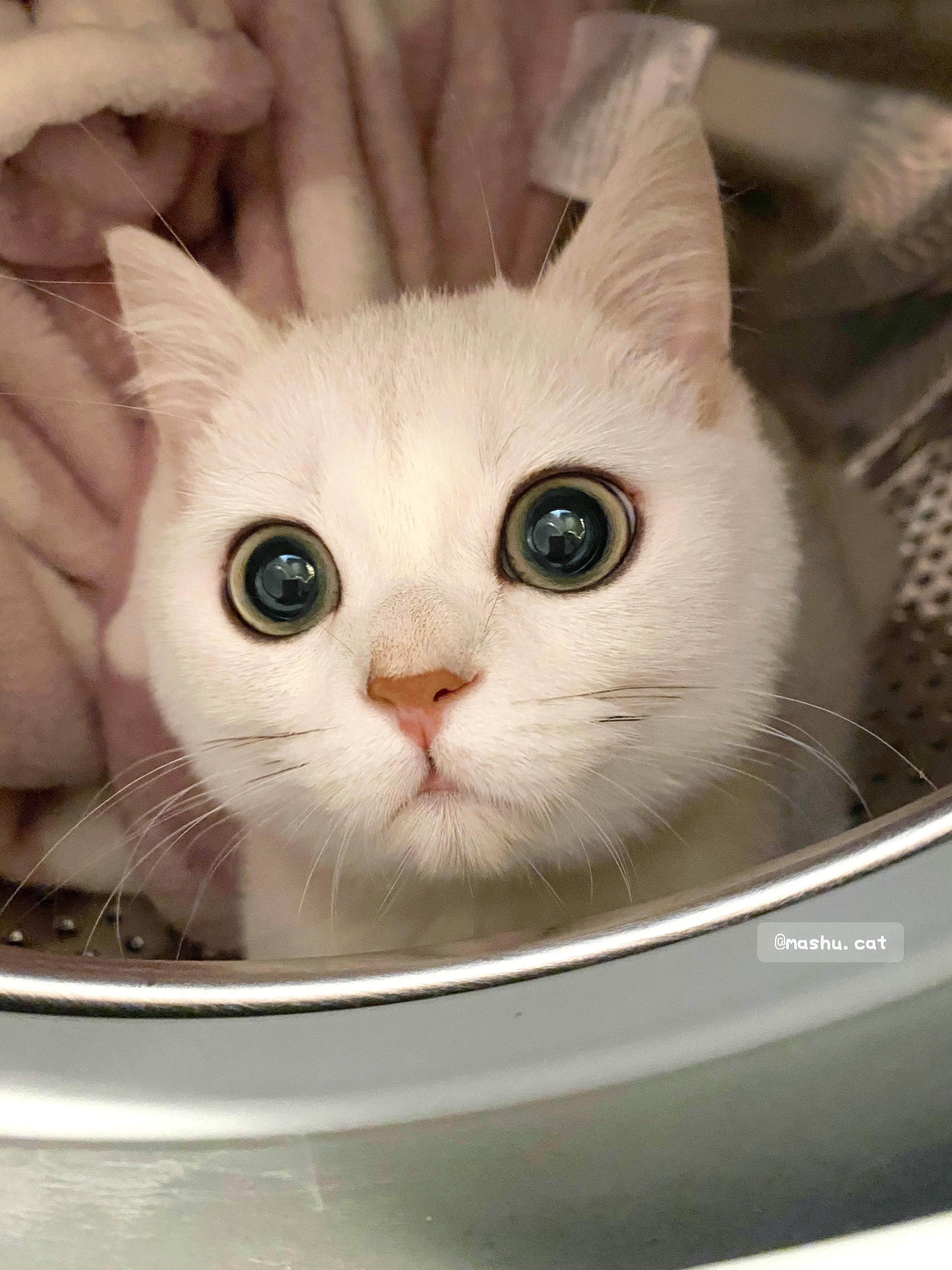 [長文多圖]第一次養貓，分享下養貓既苦與樂(含貓貓ig) | LIHKG 討論區