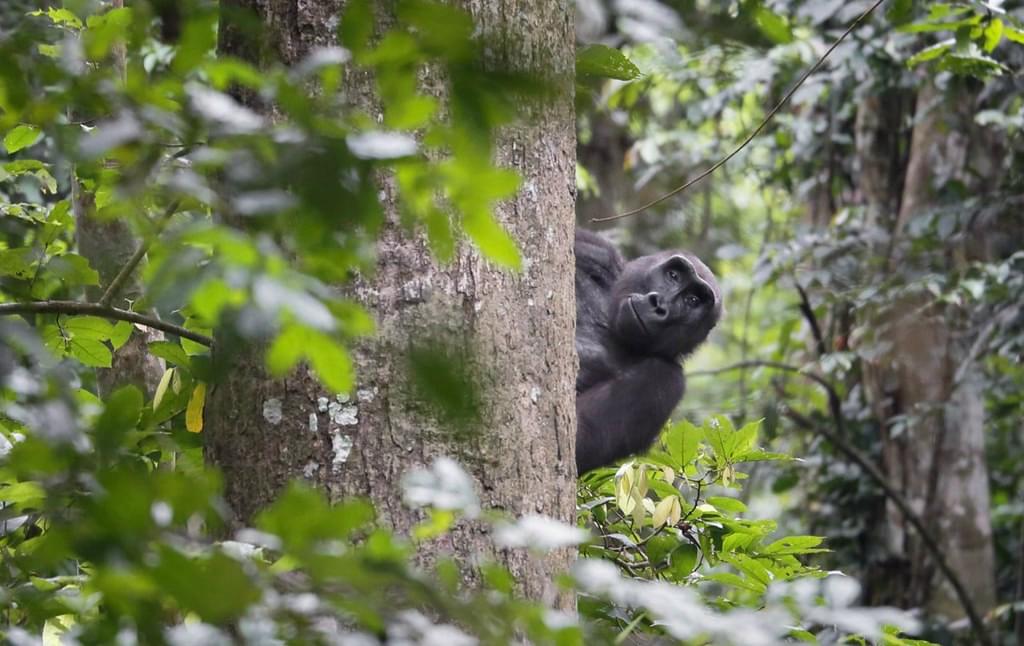 非洲客留意啟德盤已4年 購入柏蔚森III兩房戶自住 | LIHKG 討論區