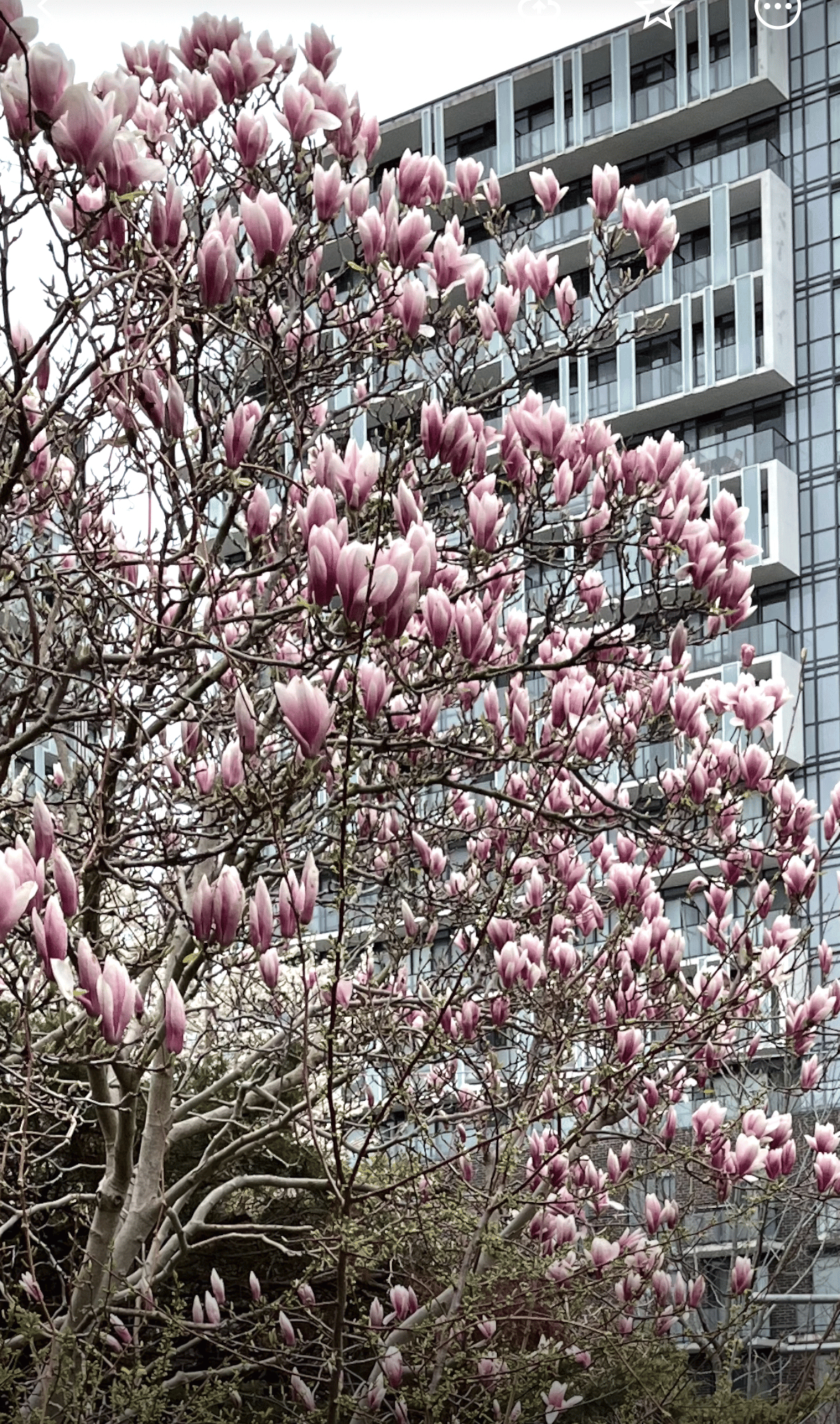 多倫多生活討論區 102 | LIHKG 討論區