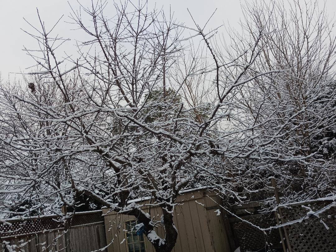 多倫多生活討論區 51 | LIHKG 討論區