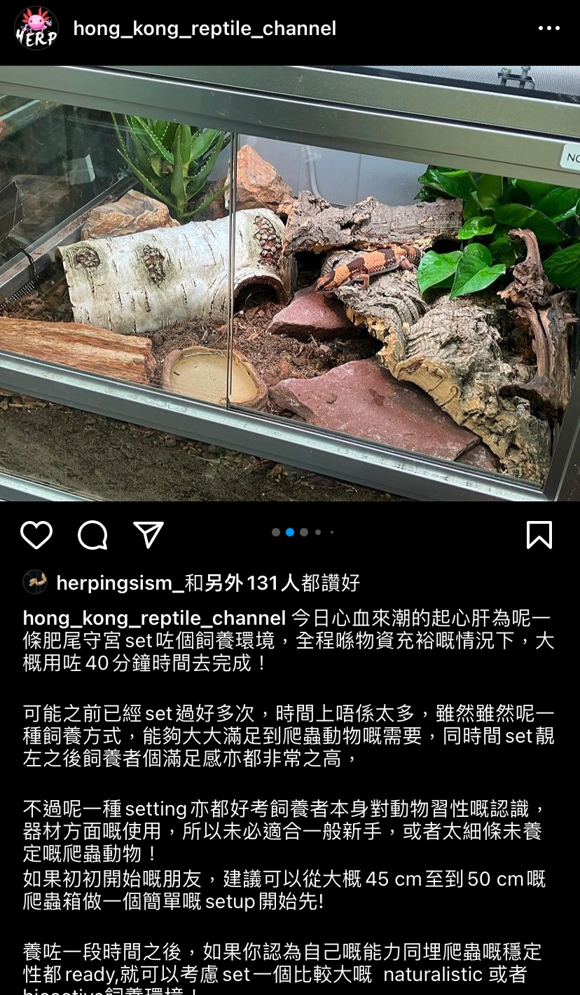 兩舊水買咗隻豹紋守宮bb | LIHKG 討論區