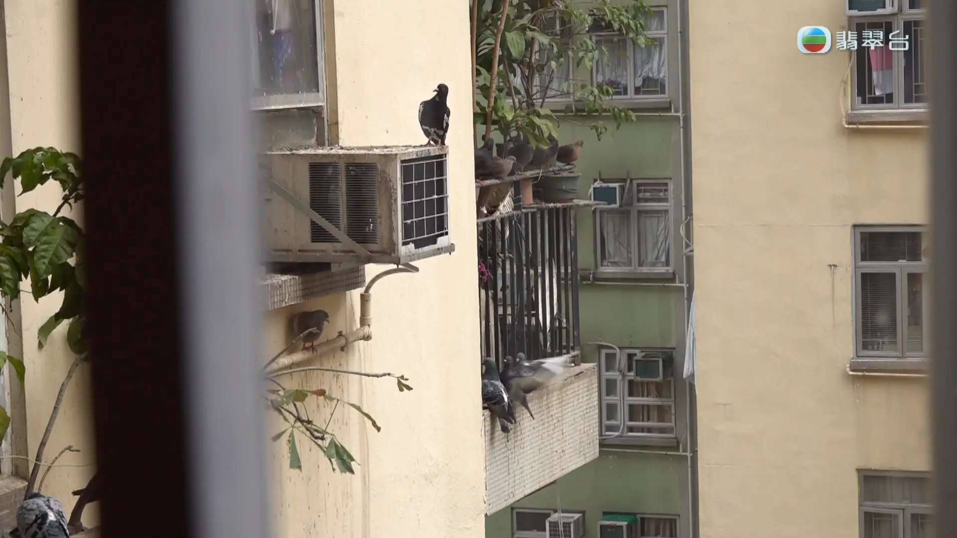 [TVB] 東張西望討論區 (211) | LIHKG 討論區