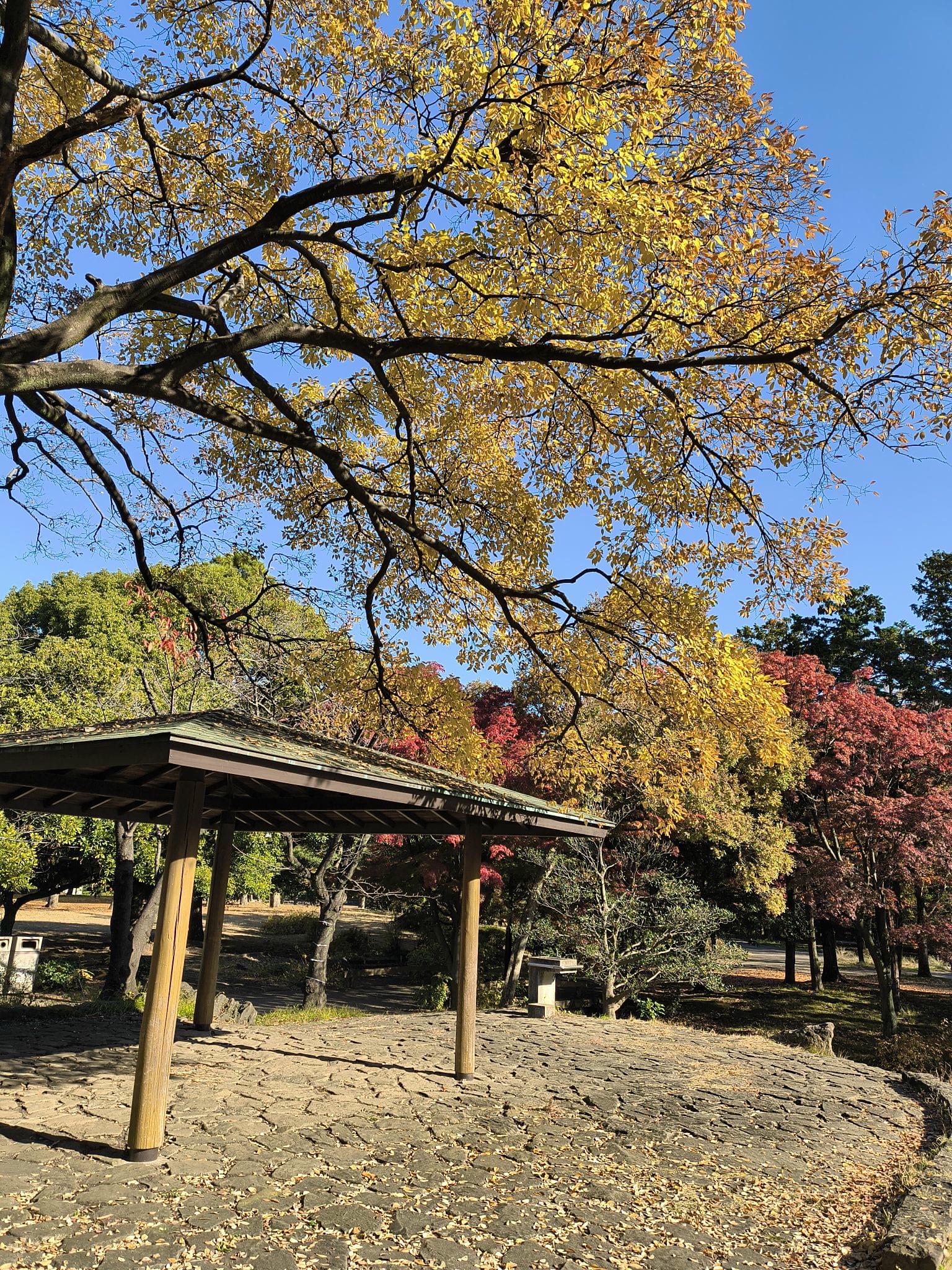 清澄白河 hea行咖啡之旅 | LIHKG 討論區