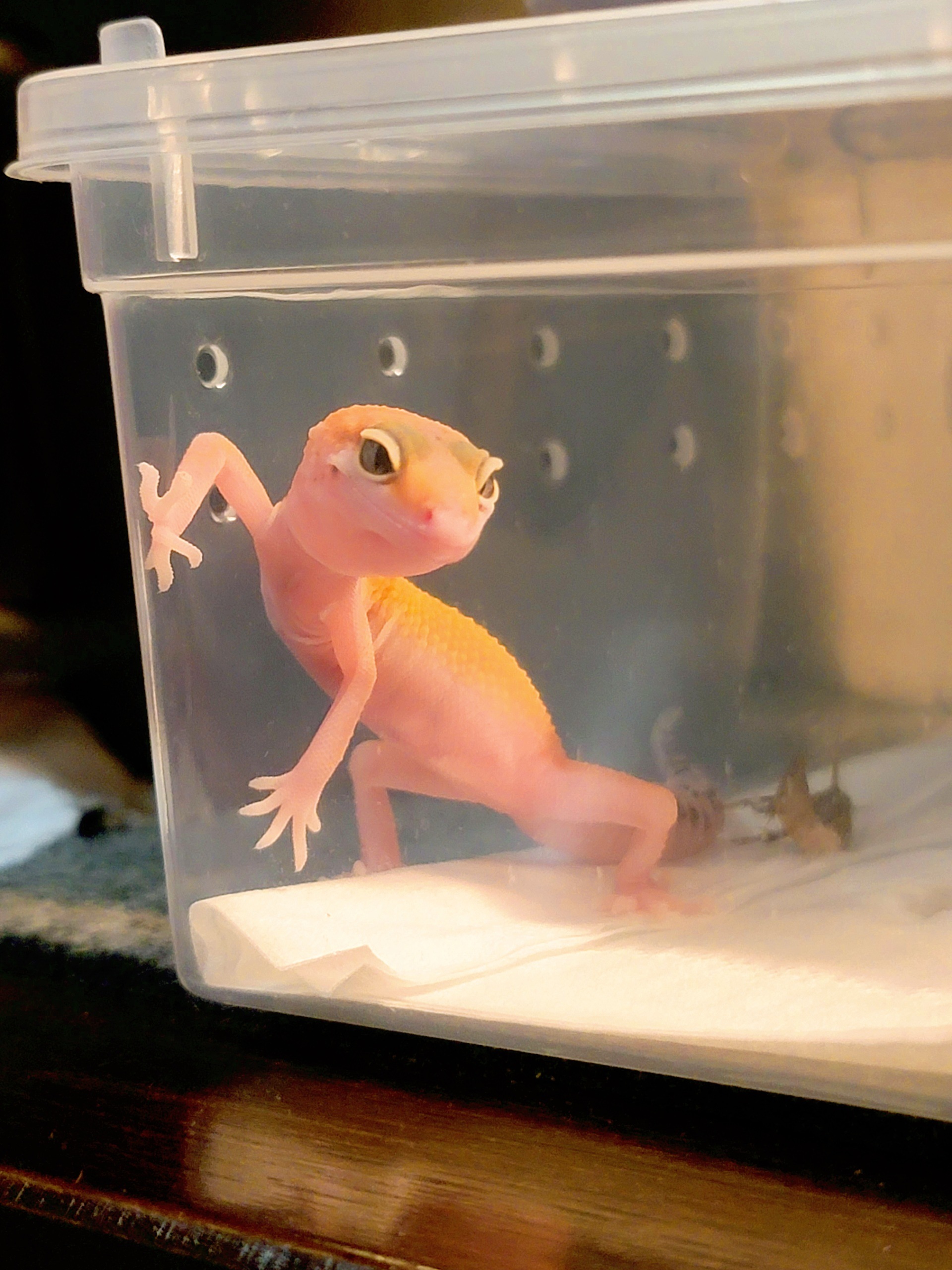 兩舊水買咗隻豹紋守宮bb | LIHKG 討論區