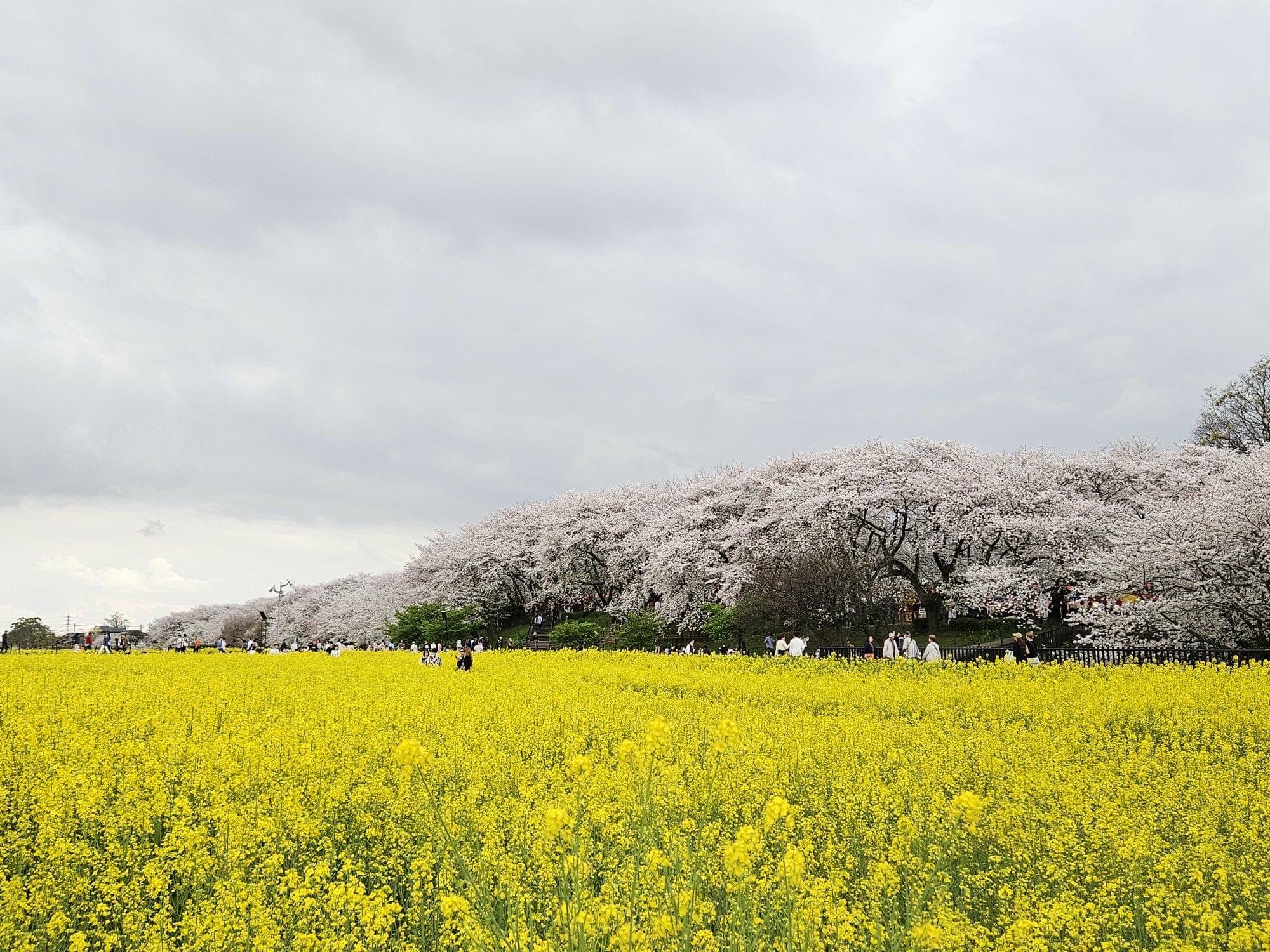 2024日本櫻花討論區 (5) - 連郡櫻前線 | LIHKG 討論區