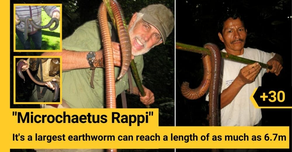 嚴選10個 現實中好巨型嘅生物 | LIHKG 討論區