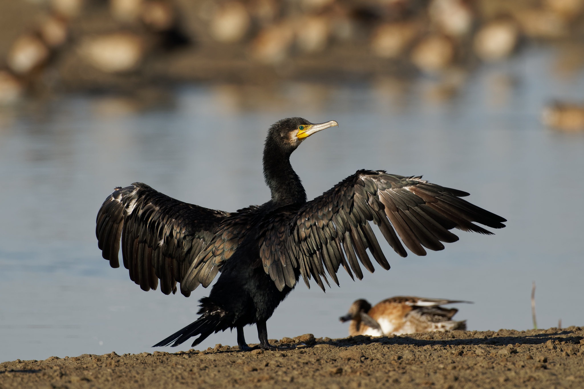影雀大師烏鴉#104387教你如何構圖 | LIHKG 討論區