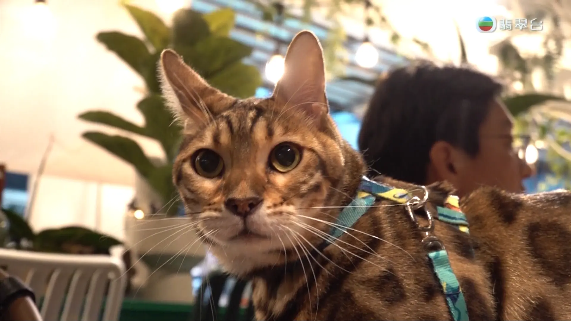 [TVB] 東張西望討論區 (225) | LIHKG 討論區