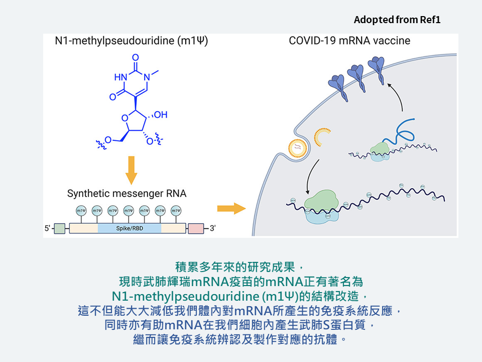 三十秒科學–mRNA疫苗的初心（二） | LIHKG 討論區