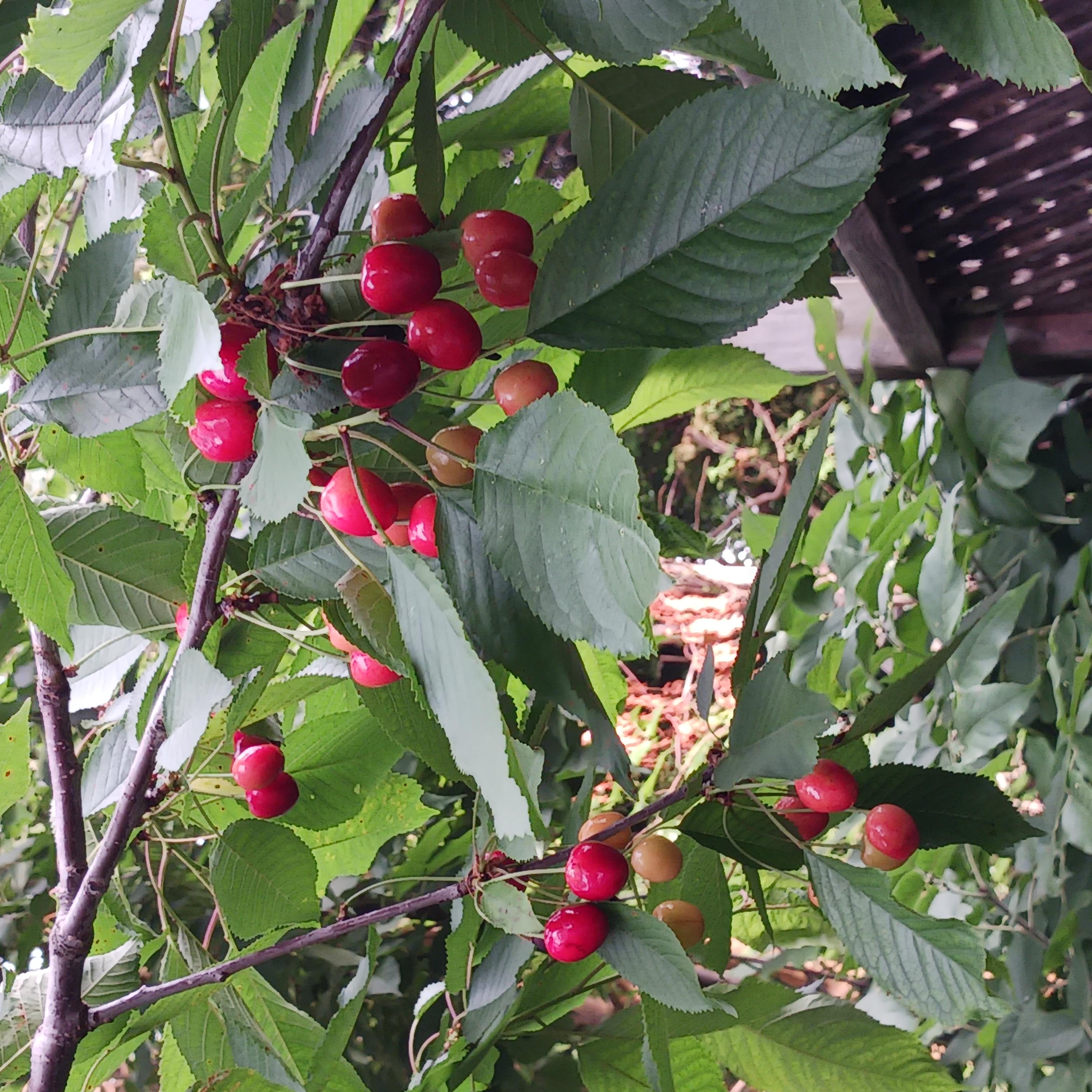 多倫多生活討論區 104 | LIHKG 討論區