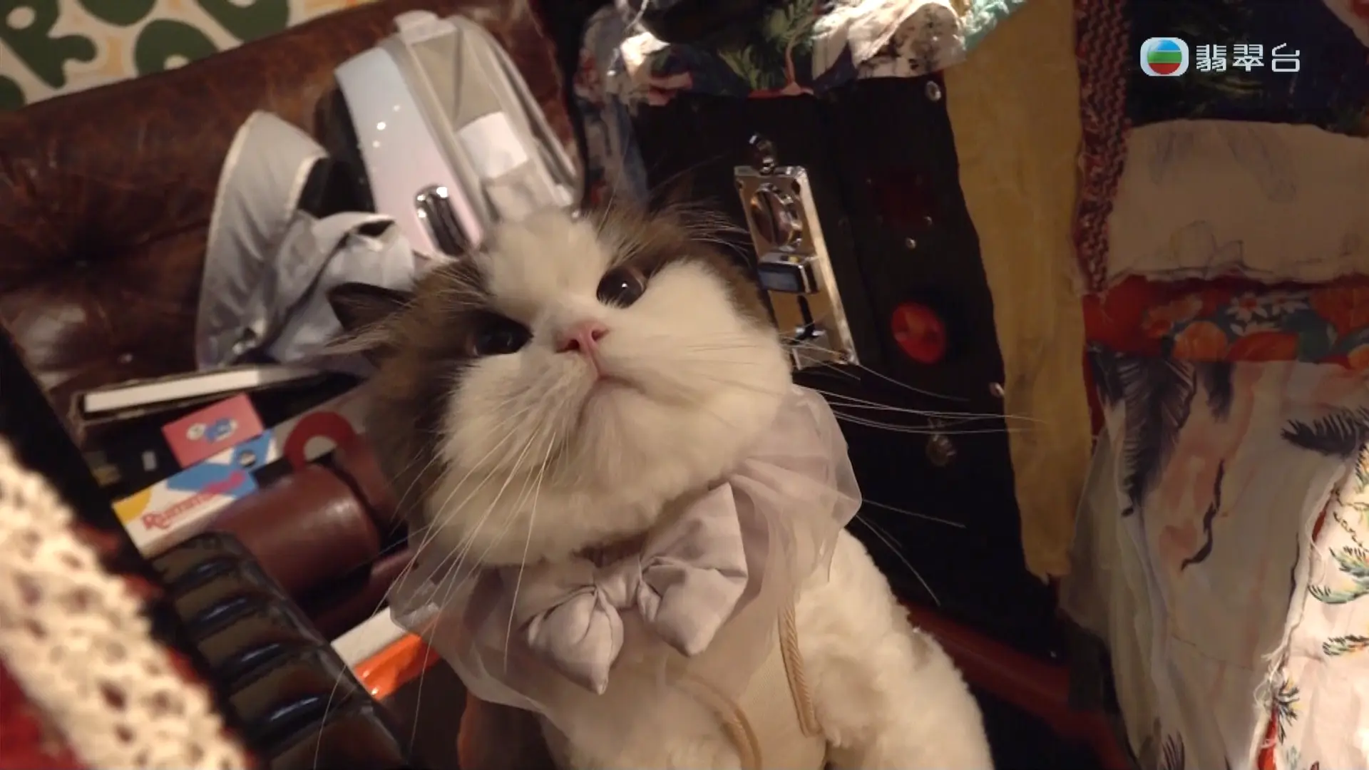 [TVB] 東張西望討論區 (225) | LIHKG 討論區