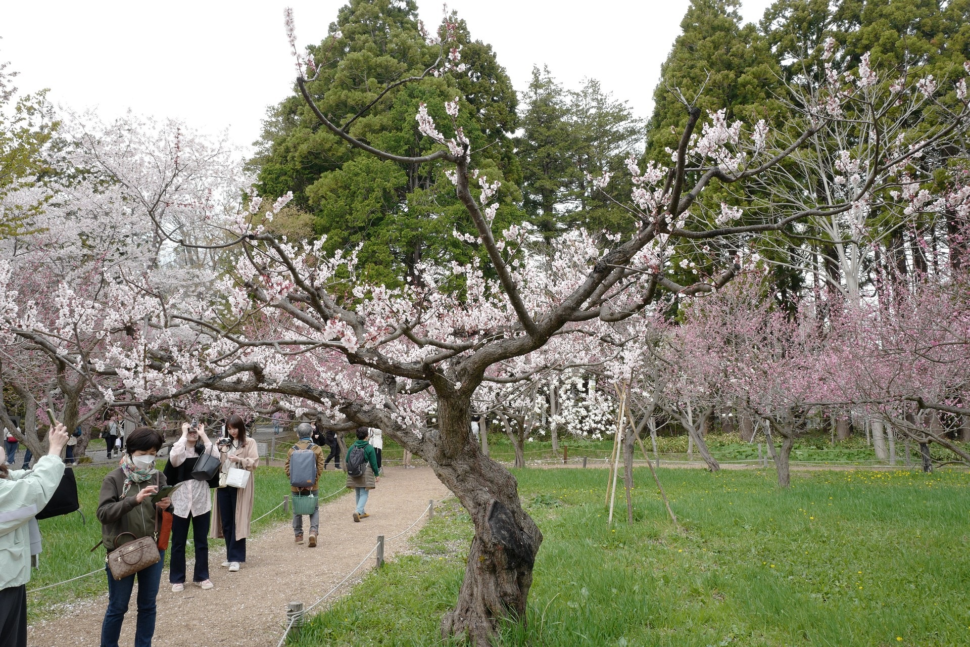 北海道7日暨Yoasobi電光石火演唱會 | LIHKG 討論區